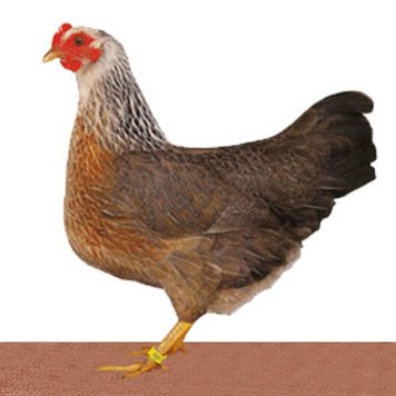 Welsumer und Zwerg-Welsumer