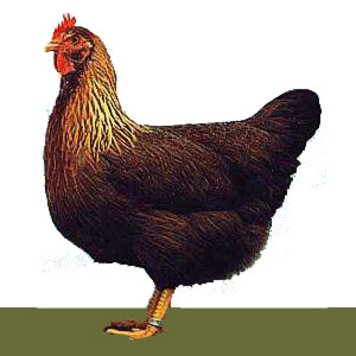 Welsumer und Zwerg-Welsumer