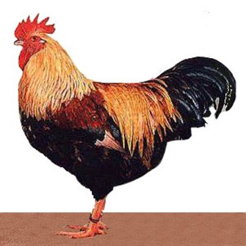 Welsumer und Zwerg-Welsumer